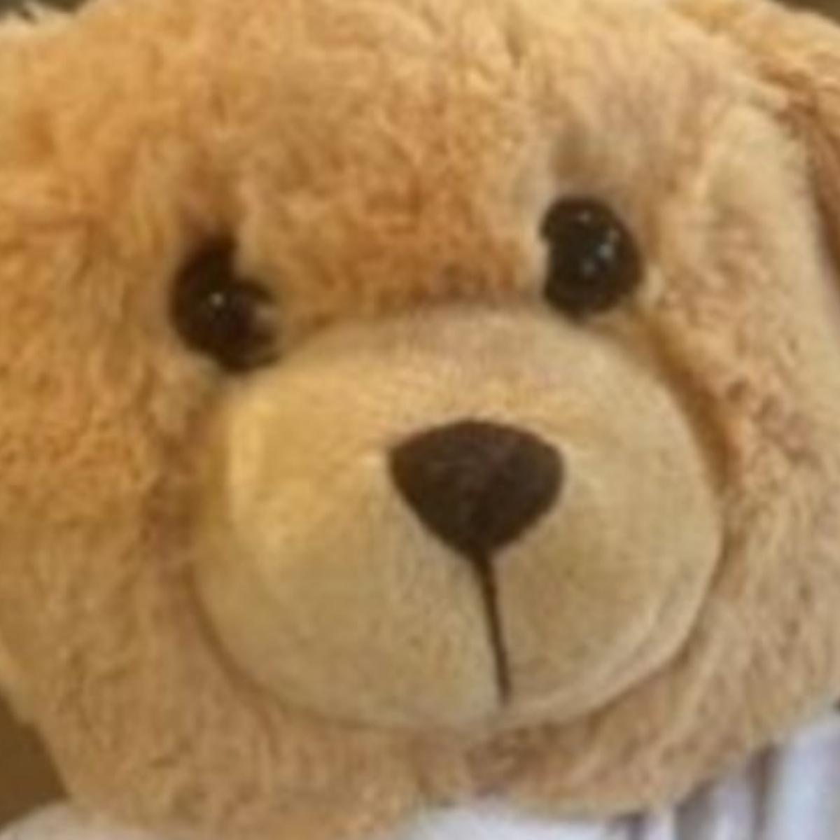 Rooks Heath School - Dexter - the inclusion Quality mark Bear!